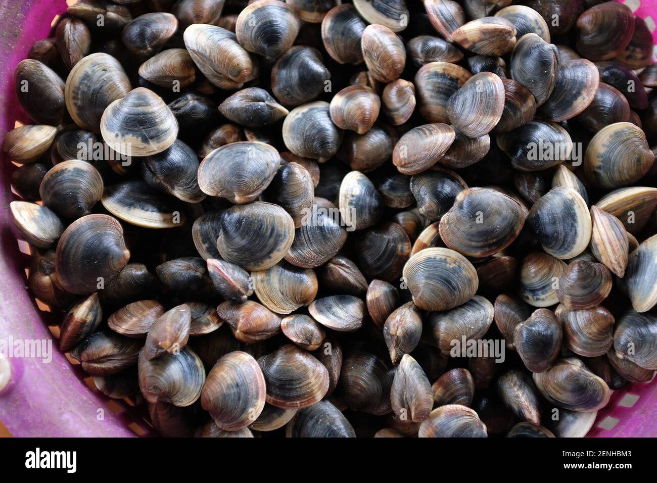 Cedar Key also has a thriving industry in clam farming. (Photo by Kevin ...