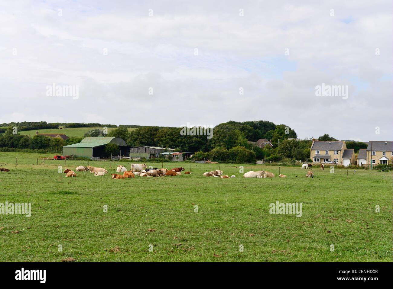 Chickens eggs open area hi-res stock photography and images - Alamy