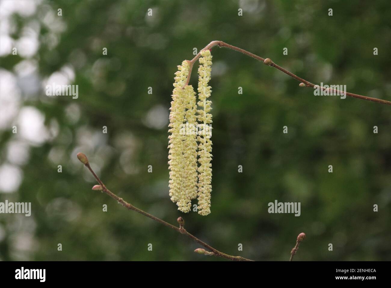 catkins starting to show first signs of Spring Stock Photo - Alamy