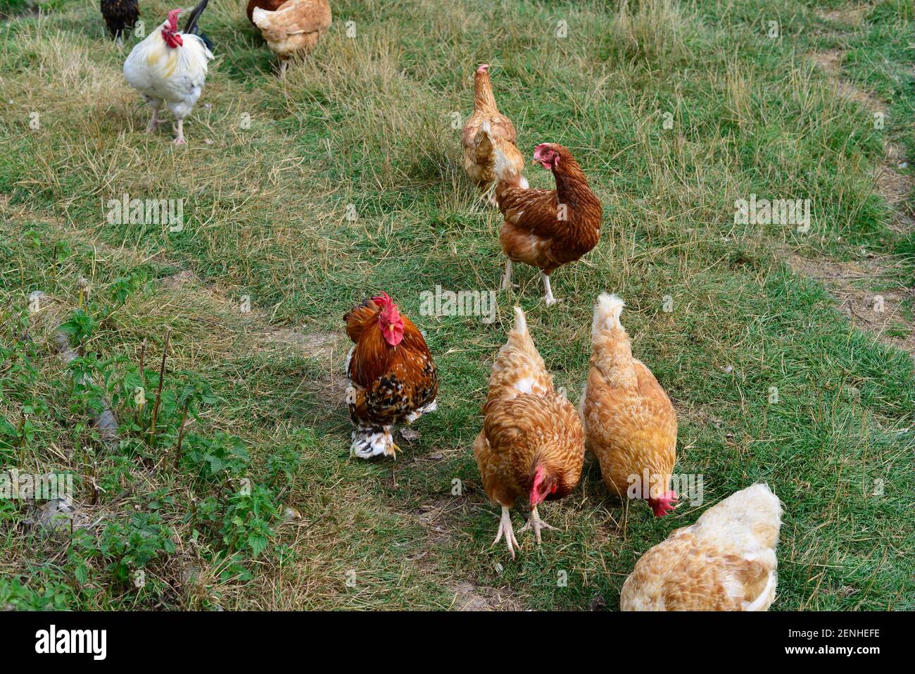 Chickens eggs open area hi-res stock photography and images - Alamy
