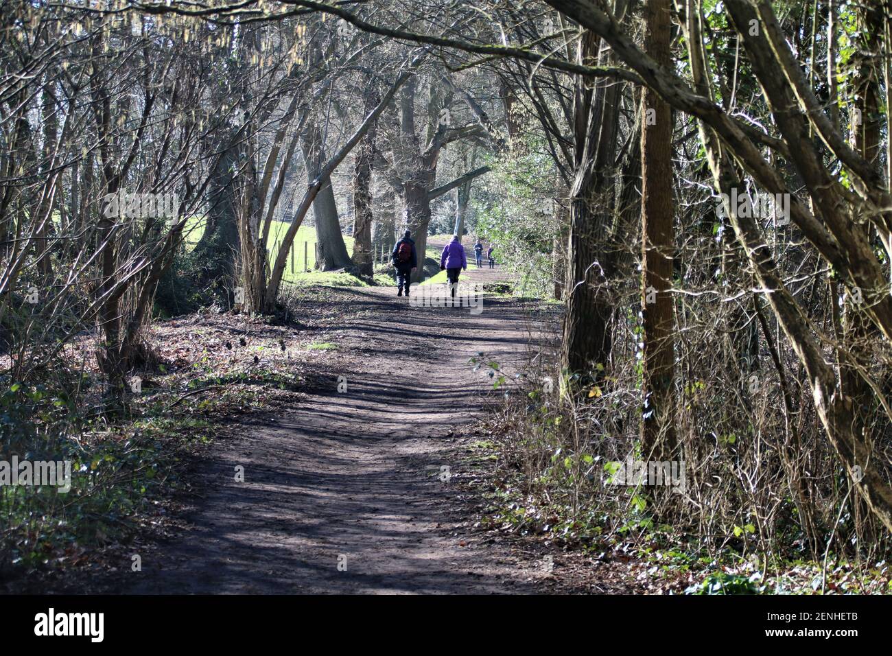 rear view of two walkers going through an avenue of trees in Spring ...