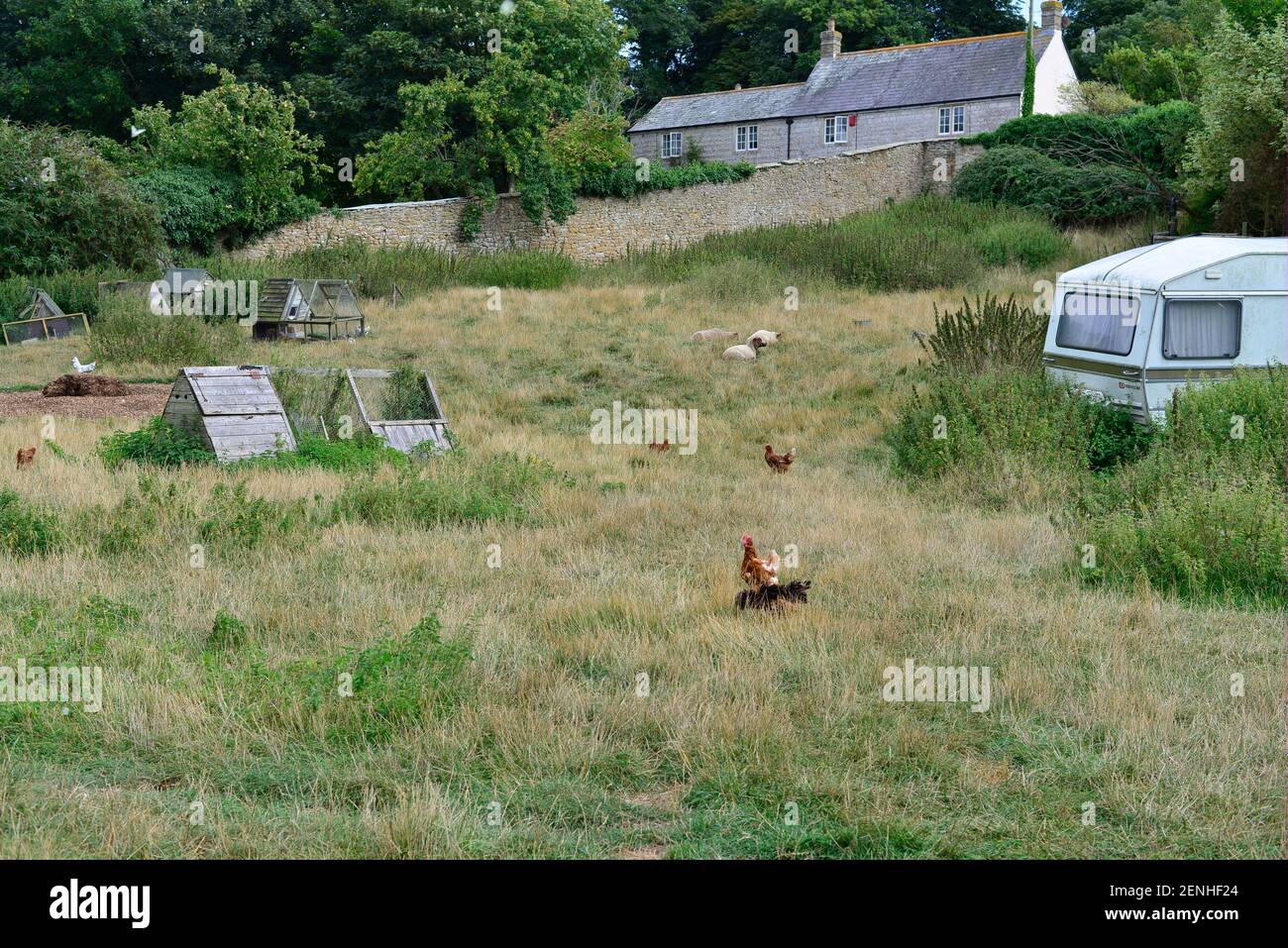 free range chickens in the open feeding on grassed area Stock Photo - Alamy