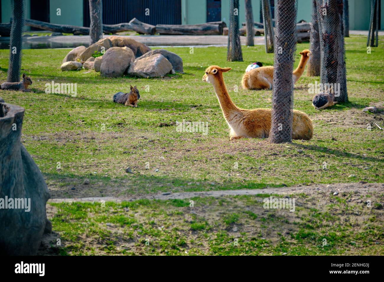Vicugna, relatives of the llama living in zoo together with wild rabbit ...