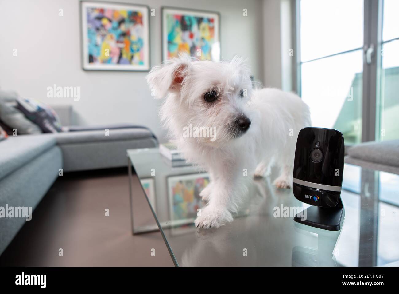 Home pet camera with small dog Stock Photo - Alamy