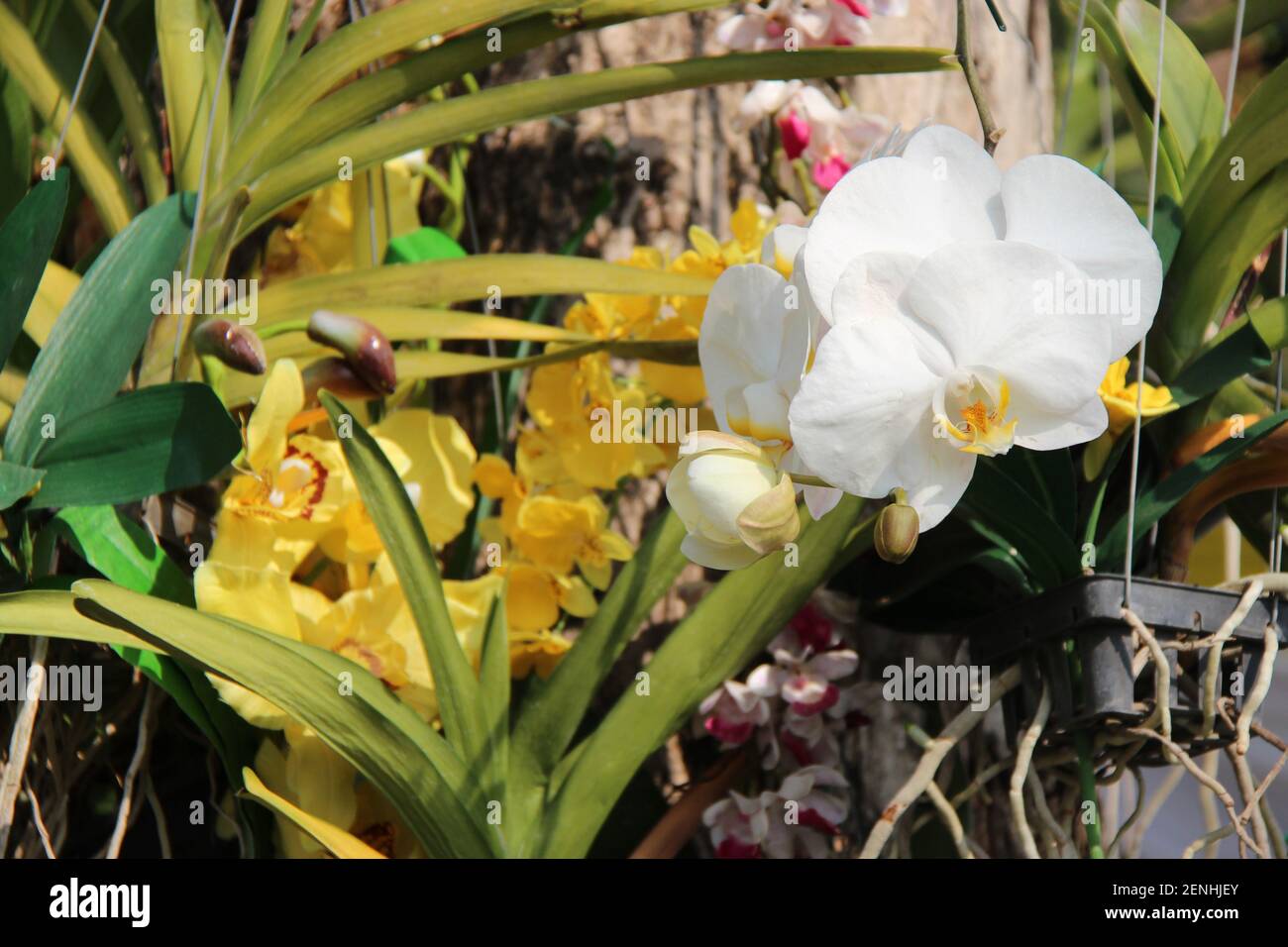 blooming orchids in bangkok in thailand Stock Photo - Alamy