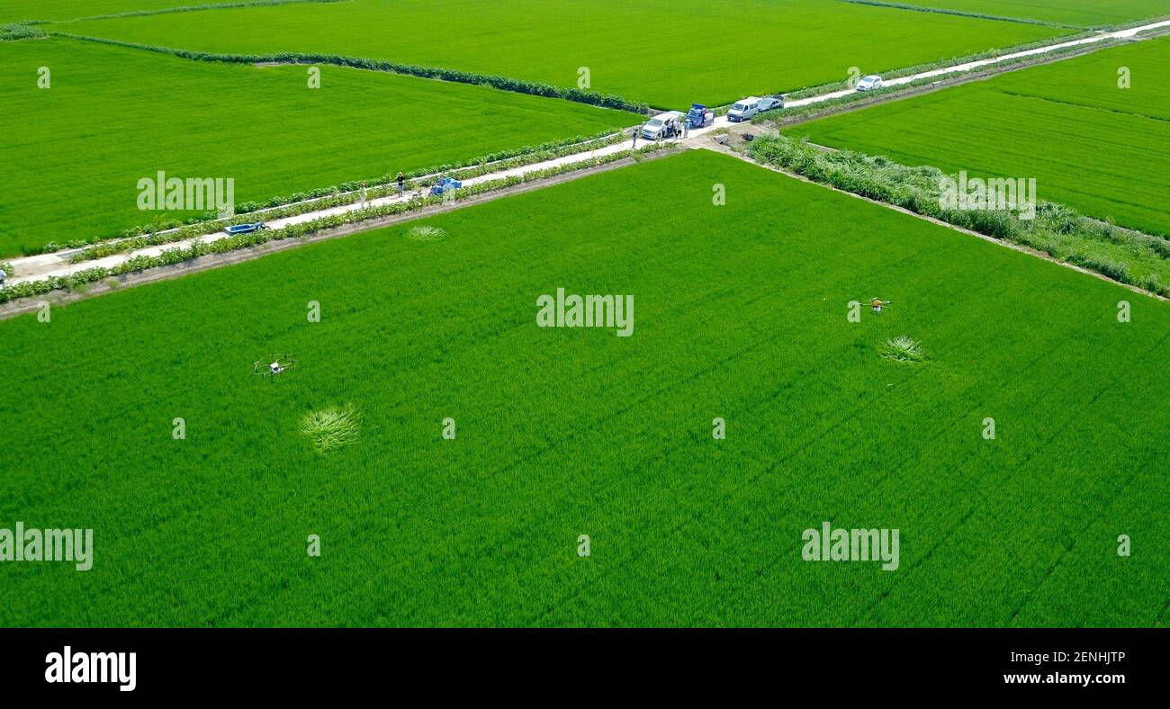 Drones are remote-controlled to crop-dust a rice field in Linze Town ...