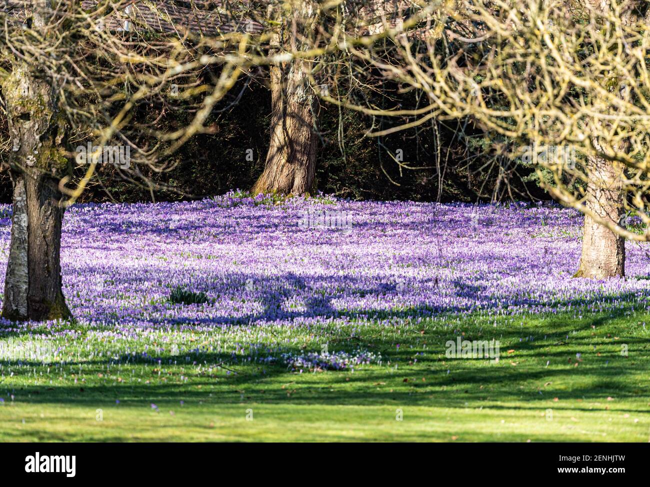 Crocus in the field hi-res stock photography and images - Alamy