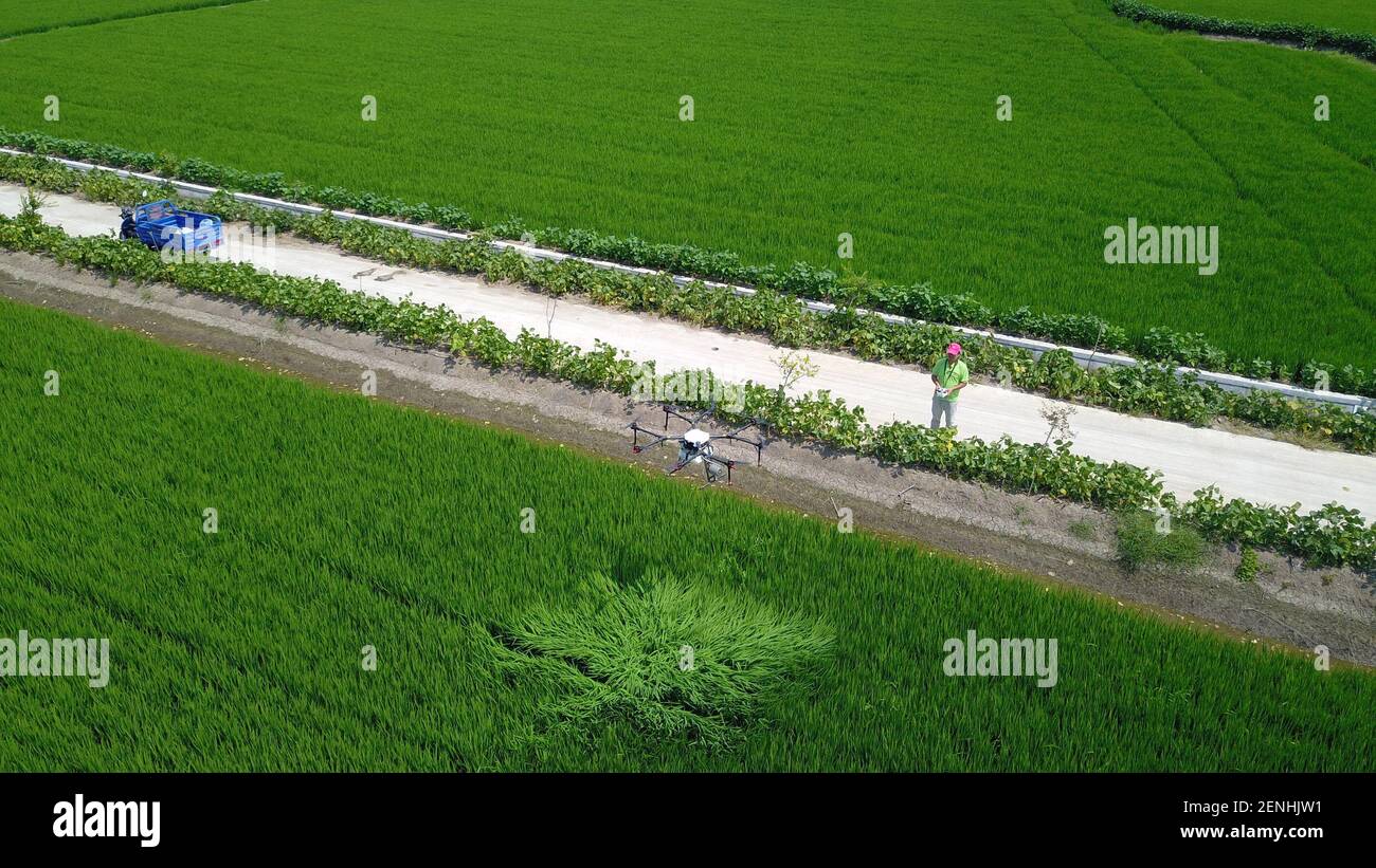A drone is remote-controlled to crop-dust a rice field in Linze Town ...