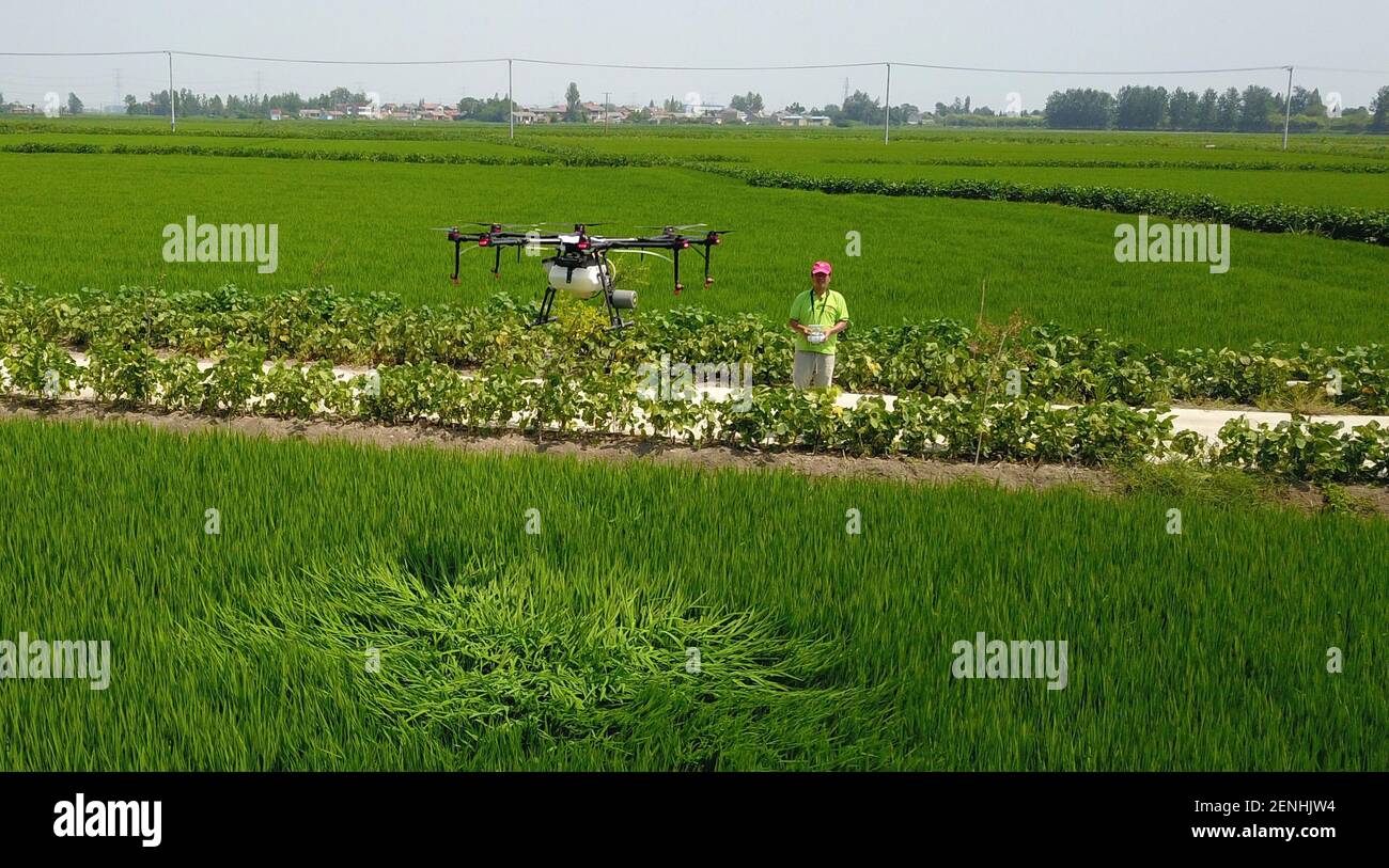 A drone is remote-controlled to crop-dust a rice field in Linze Town ...