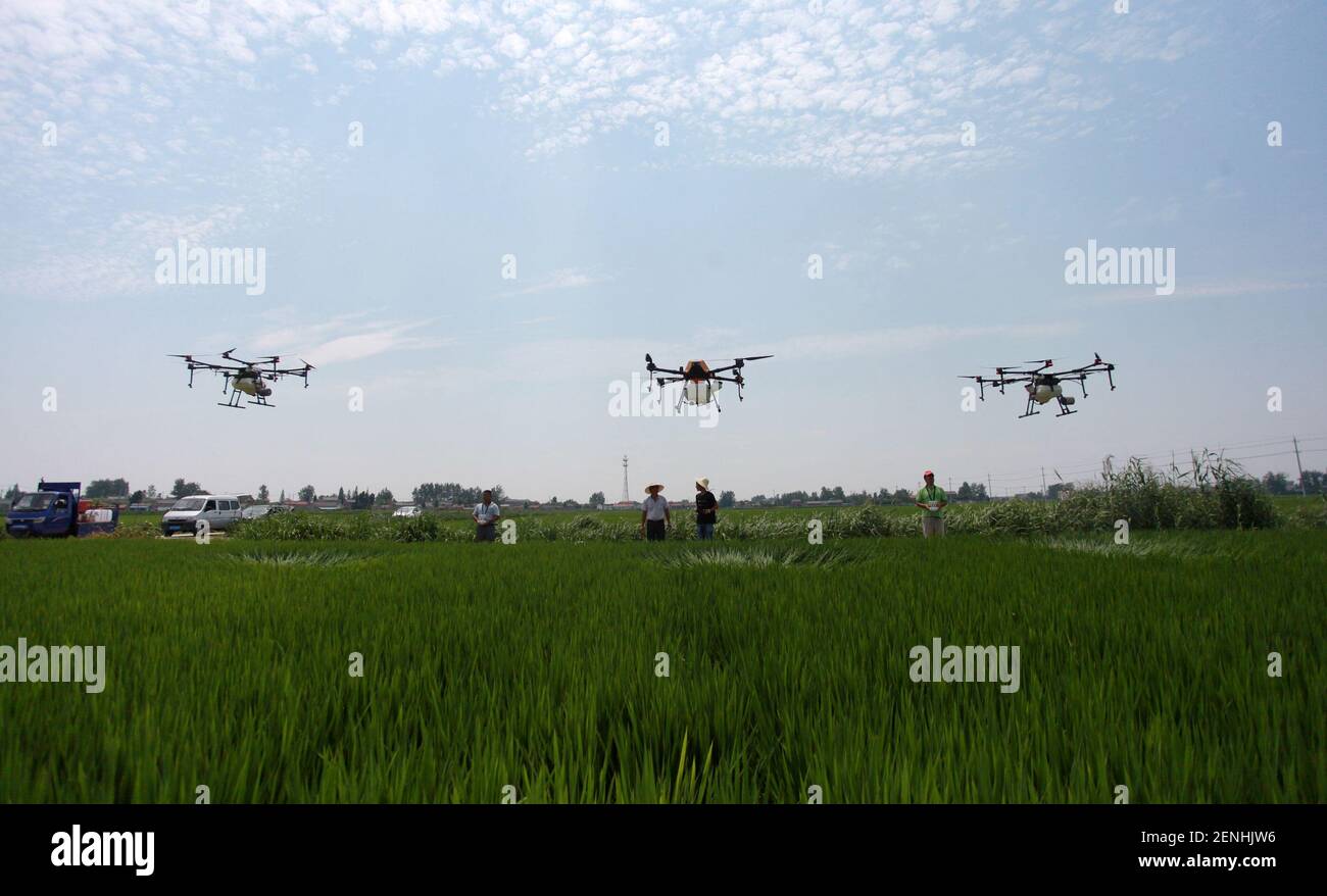 Drones are remote-controlled to crop-dust a rice field in Linze Town ...