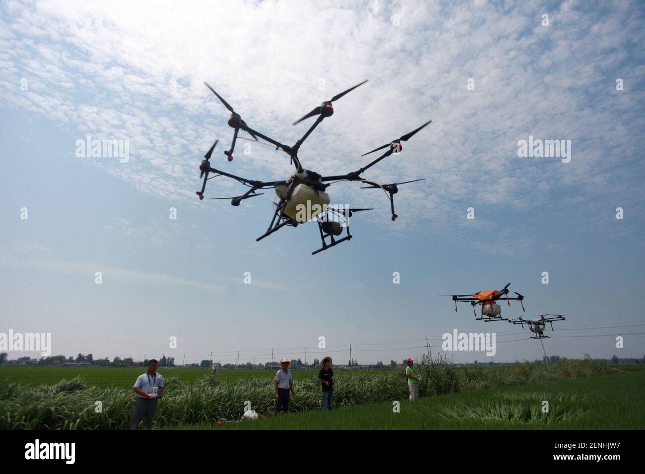 Drones are remote-controlled to crop-dust a rice field in Linze Town ...