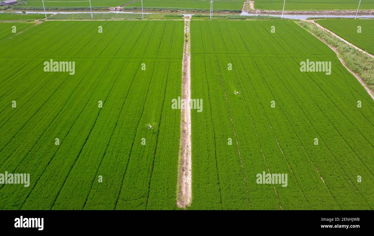 Drones are remote-controlled to crop-dust a rice field in Linze Town ...