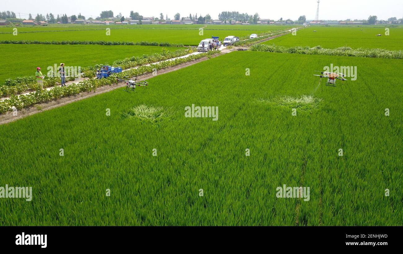 Drones are remote-controlled to crop-dust a rice field in Linze Town ...