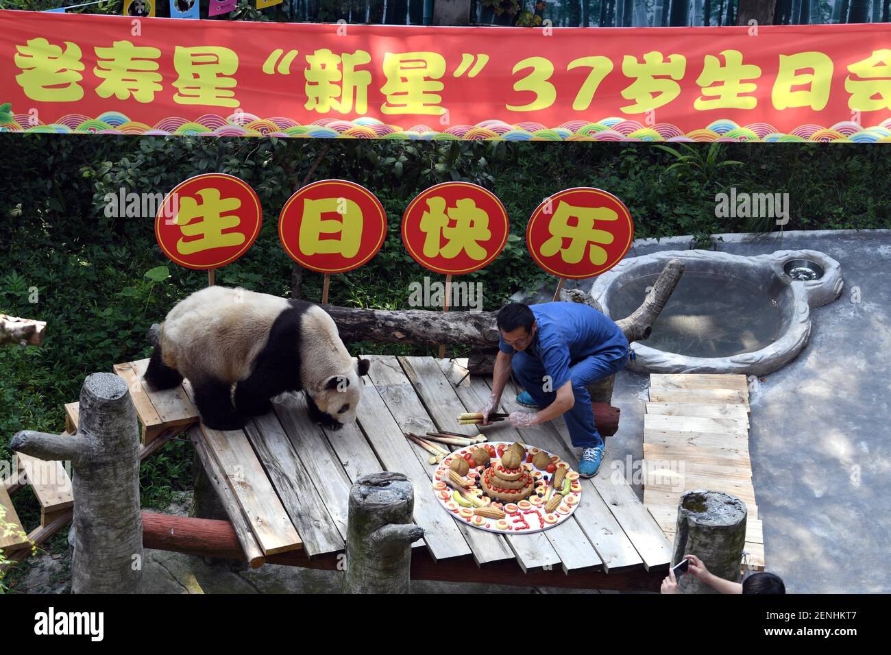 The giant panda Xin Xing eats her birthday cake made with fodder and ...