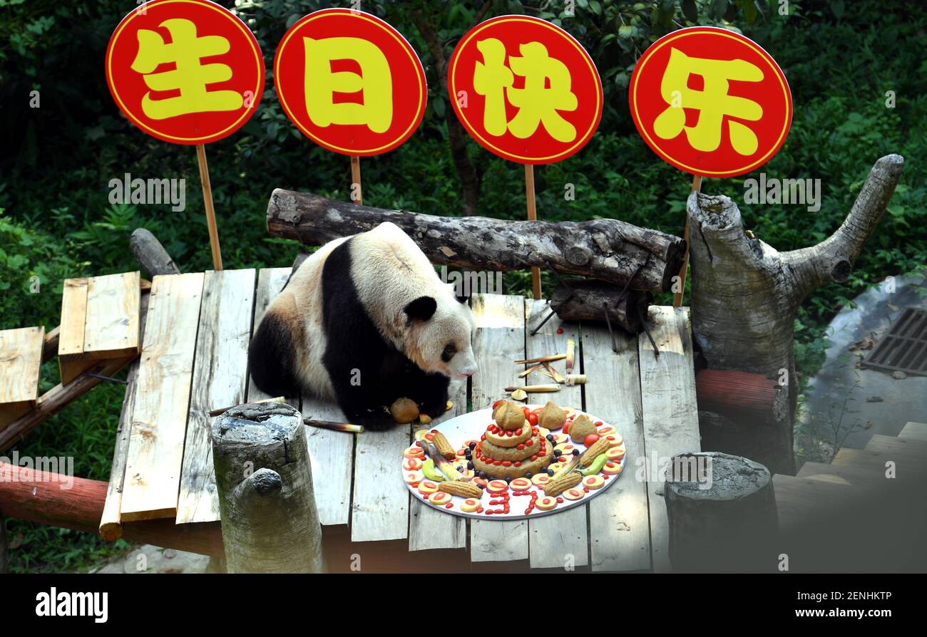 The giant panda Xin Xing eats her birthday cake made with fodder and ...