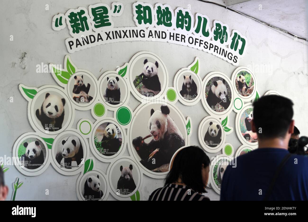 Visitors view photos of 37-year-old giant panda Xin Xing and her ...