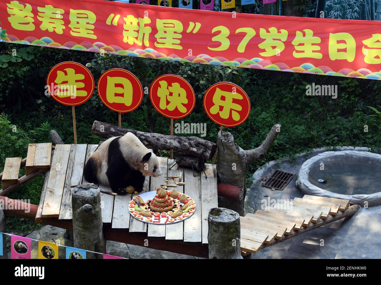 The giant panda Xin Xing eats her birthday cake made with fodder and ...