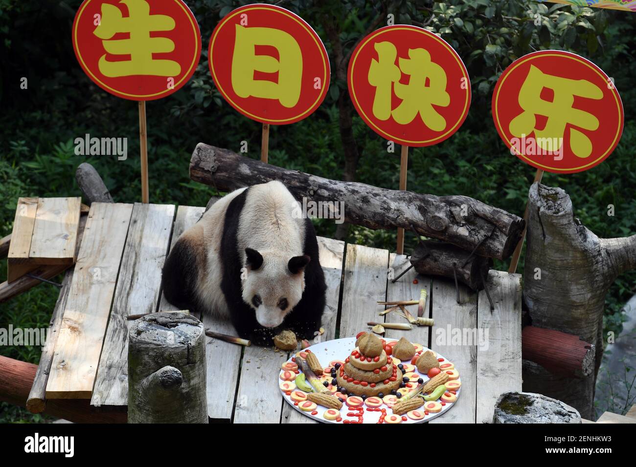 The giant panda Xin Xing eats her birthday cake made with fodder and ...