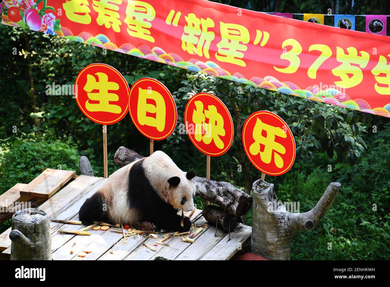 The giant panda Xin Xing eats her birthday cake made with fodder and ...