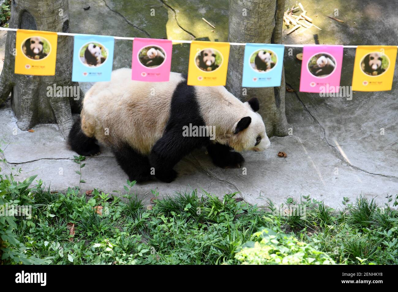 The giant panda Xin Xing leaves after eating her birthday cake made ...