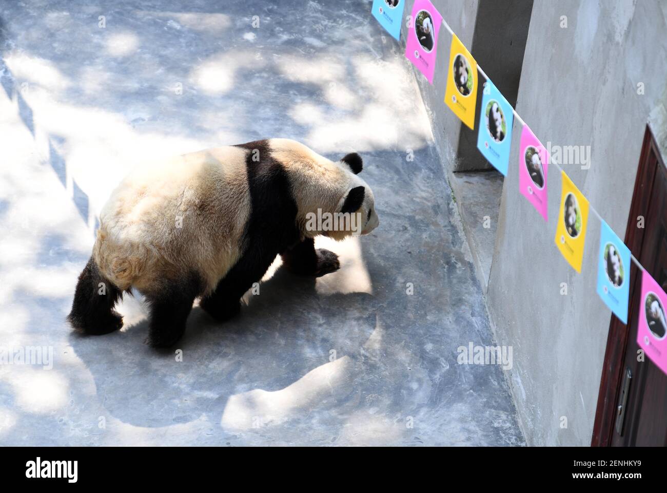 The giant panda Xin Xing leaves after eating her birthday cake made ...