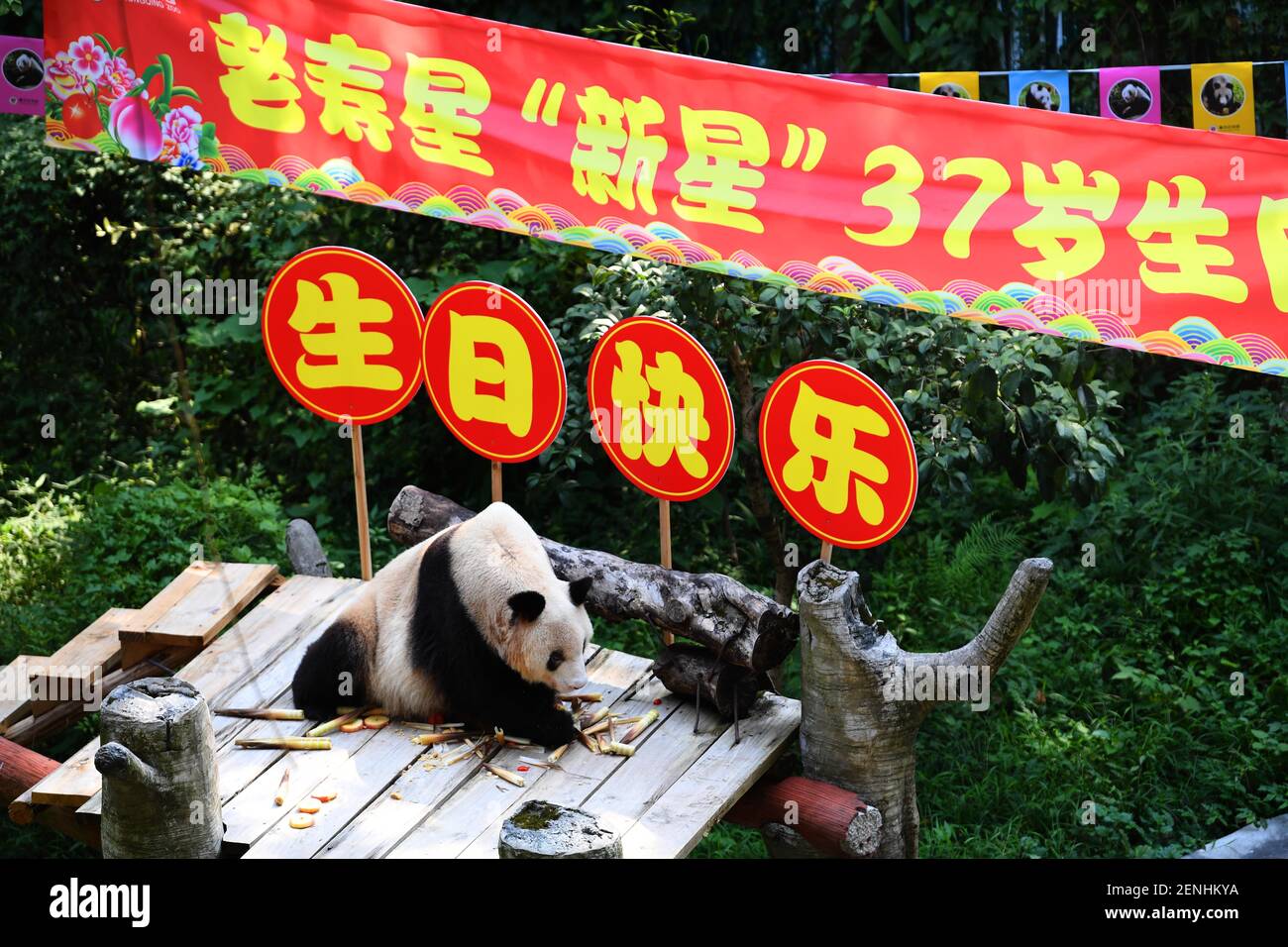 The giant panda Xin Xing eats her birthday cake made with fodder and ...
