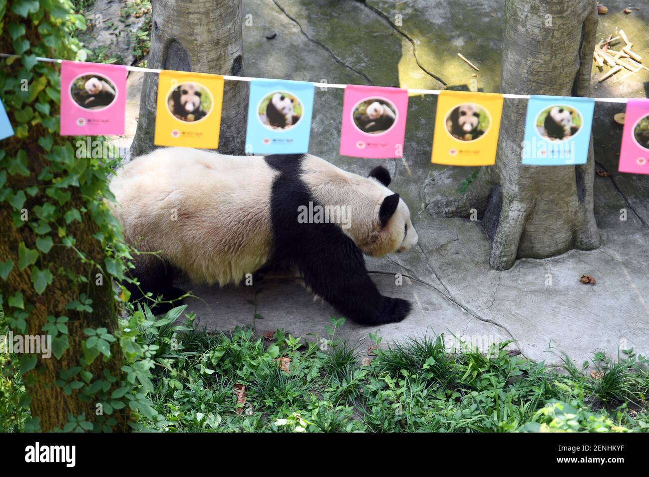 The giant panda Xin Xing leaves after eating her birthday cake made ...