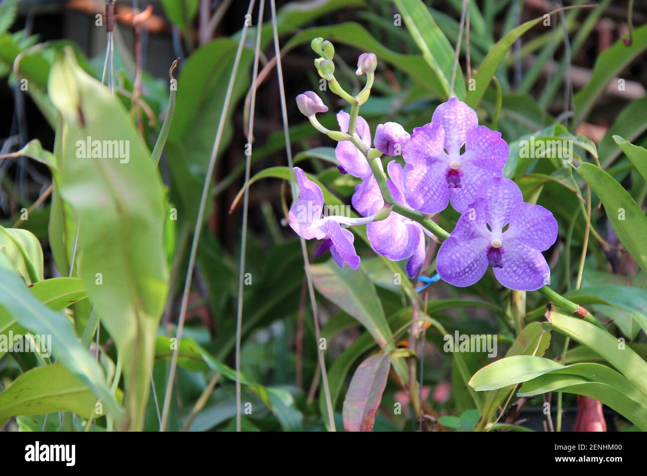 blooming orchids in bangkok in thailand Stock Photo - Alamy