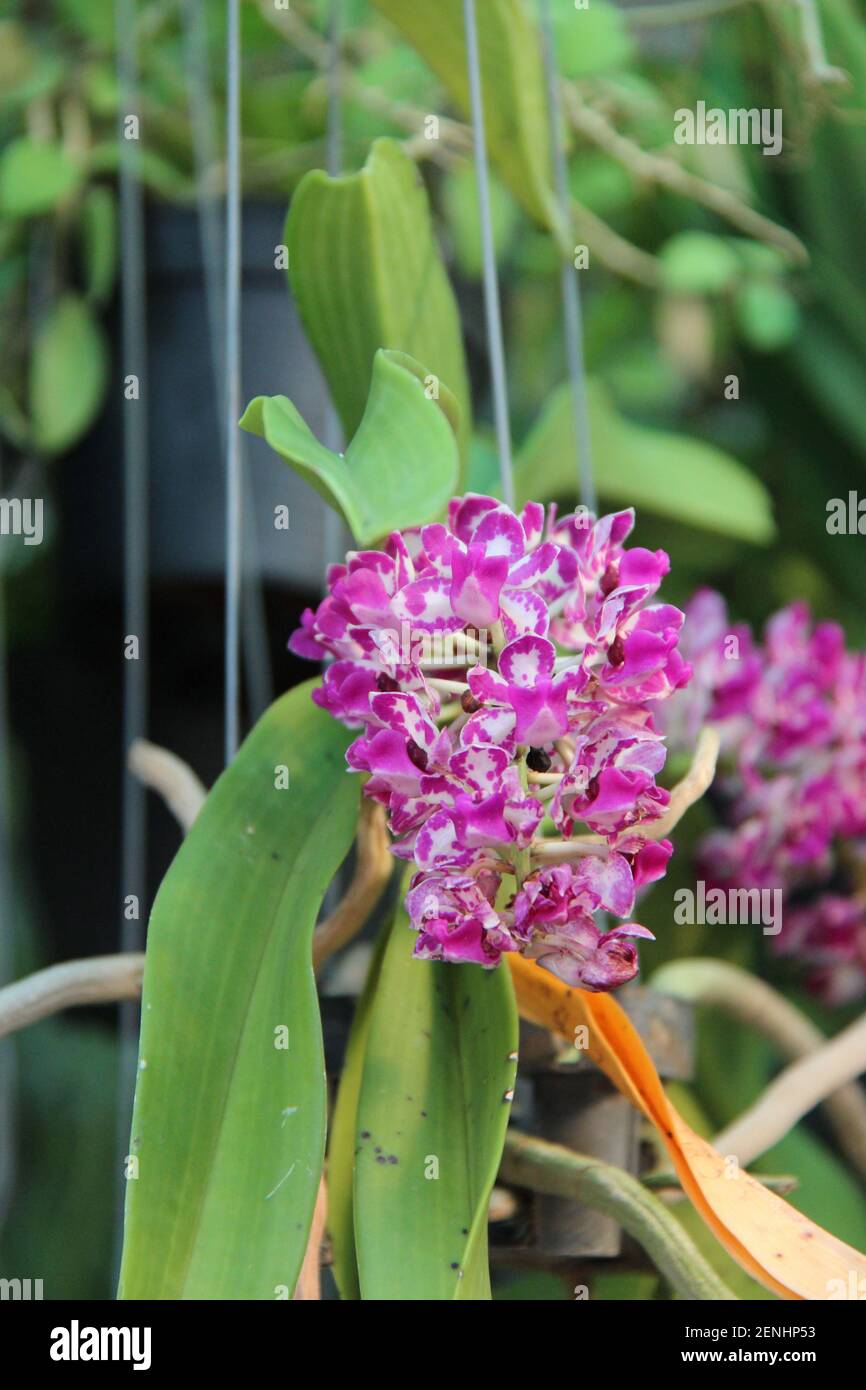 Blooming orchids in bangkok hi-res stock photography and images - Alamy