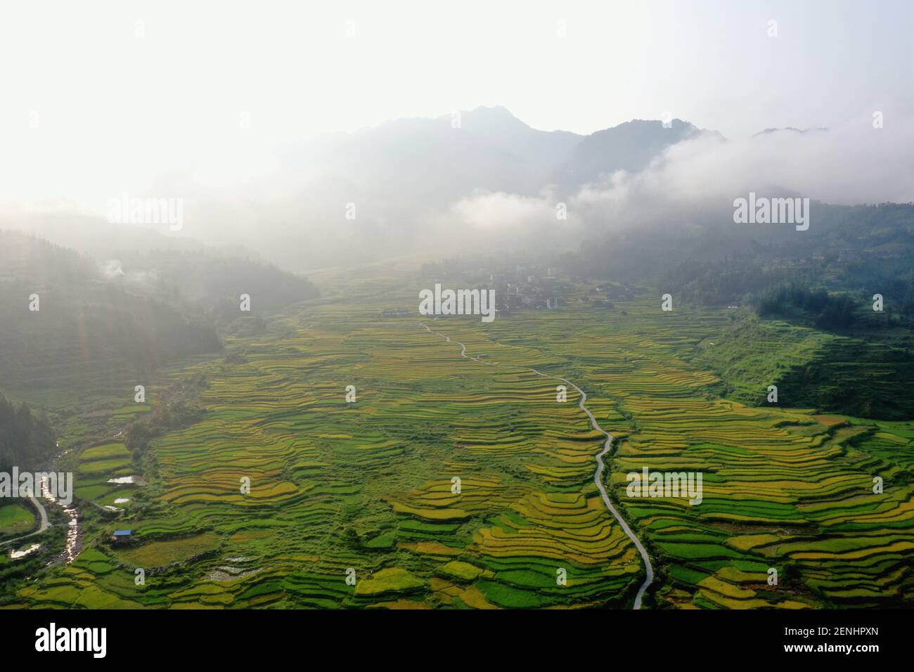 Aerial view of the hybrid rice field in Congjiang county, south-west ...