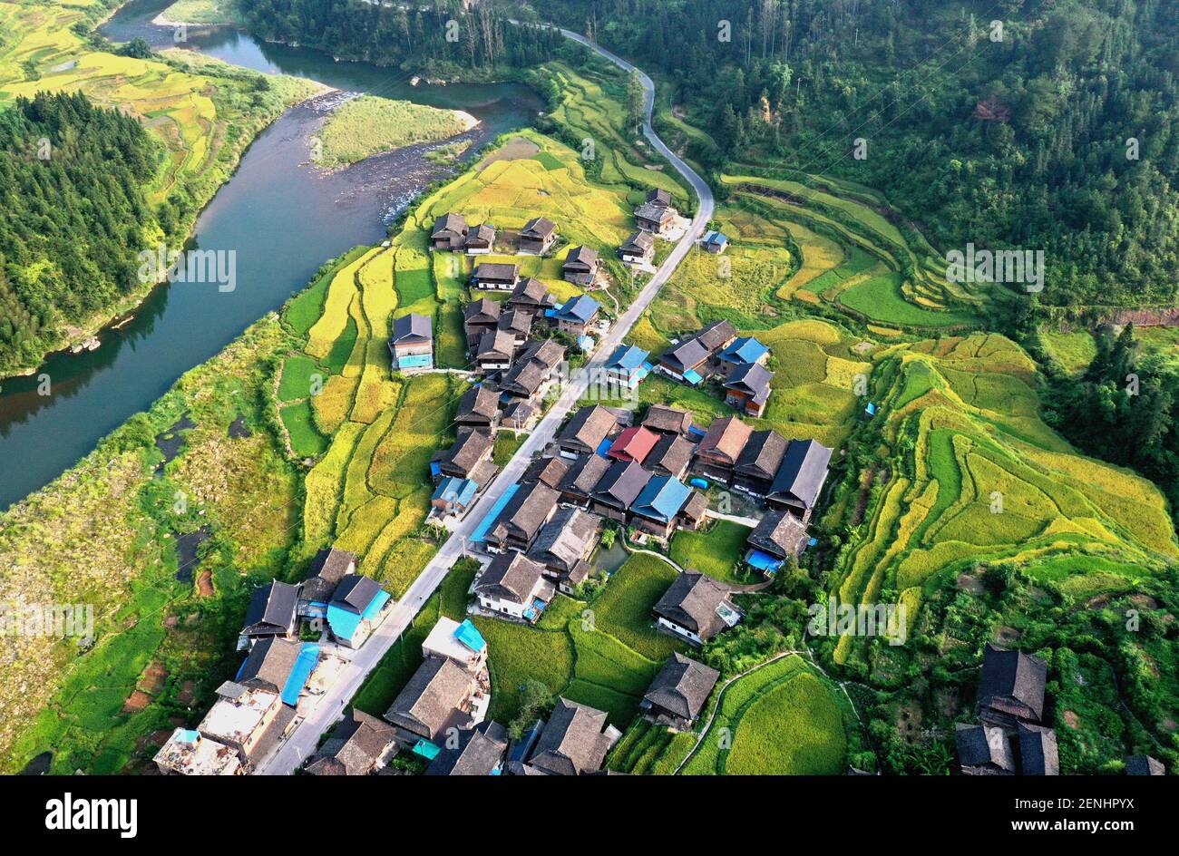 Aerial view of the hybrid rice field and houses in Congjiang county ...