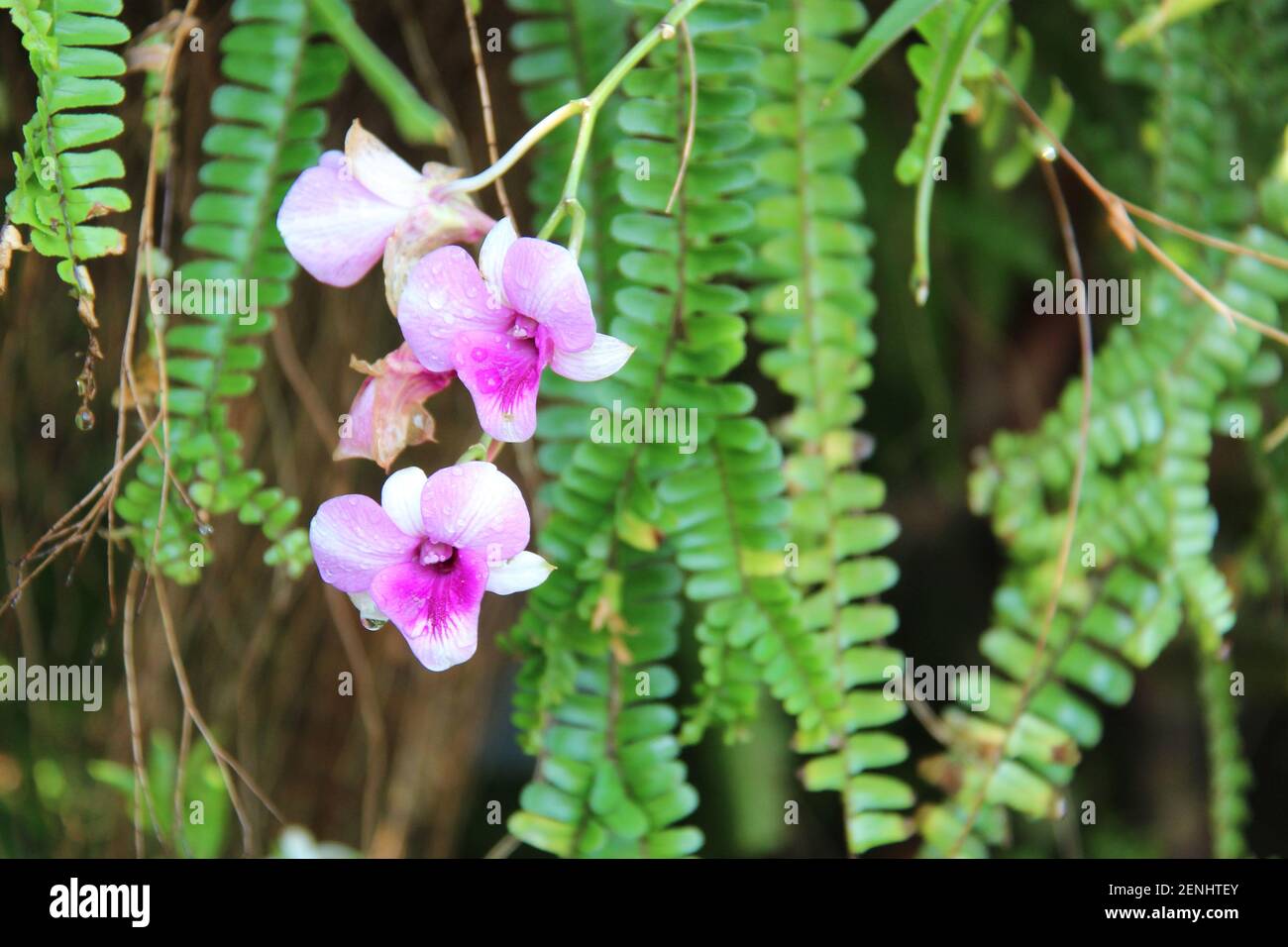 blooming orchids in bangkok in thailand Stock Photo - Alamy