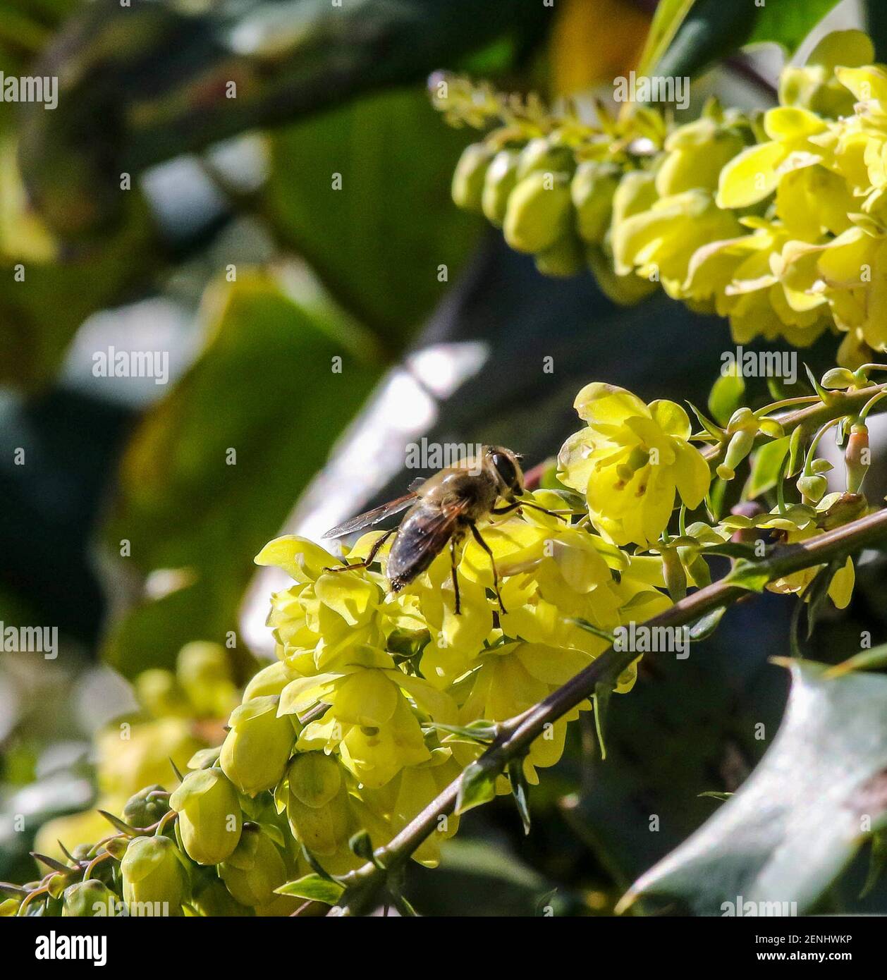 Insects winter 2021 hi-res stock photography and images - Alamy