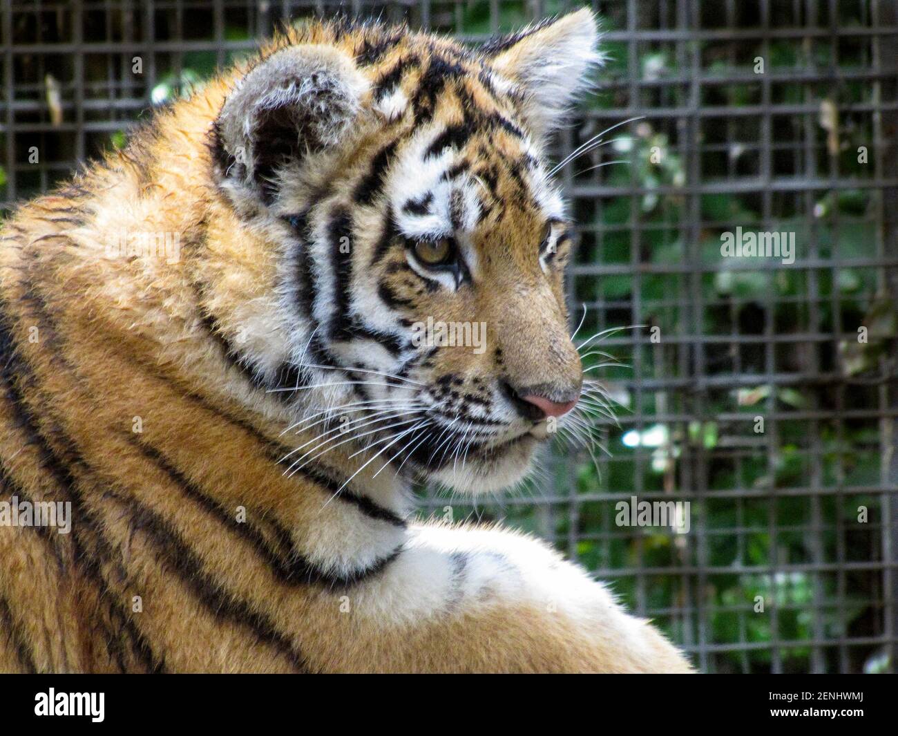Tame tiger hi-res stock photography and images - Alamy