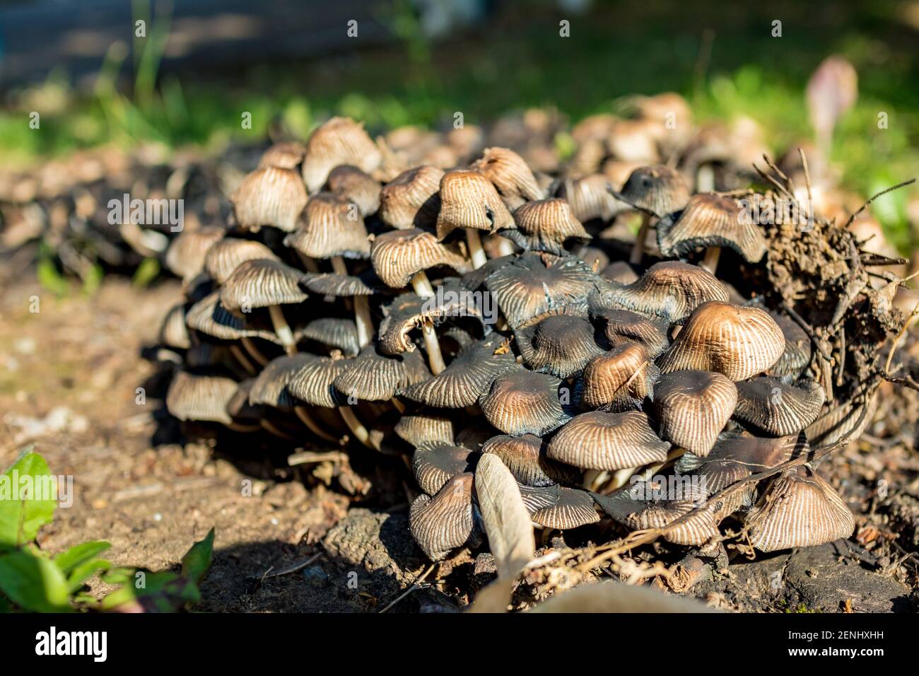 Group brown poisonous mushrooms in hi-res stock photography and images ...