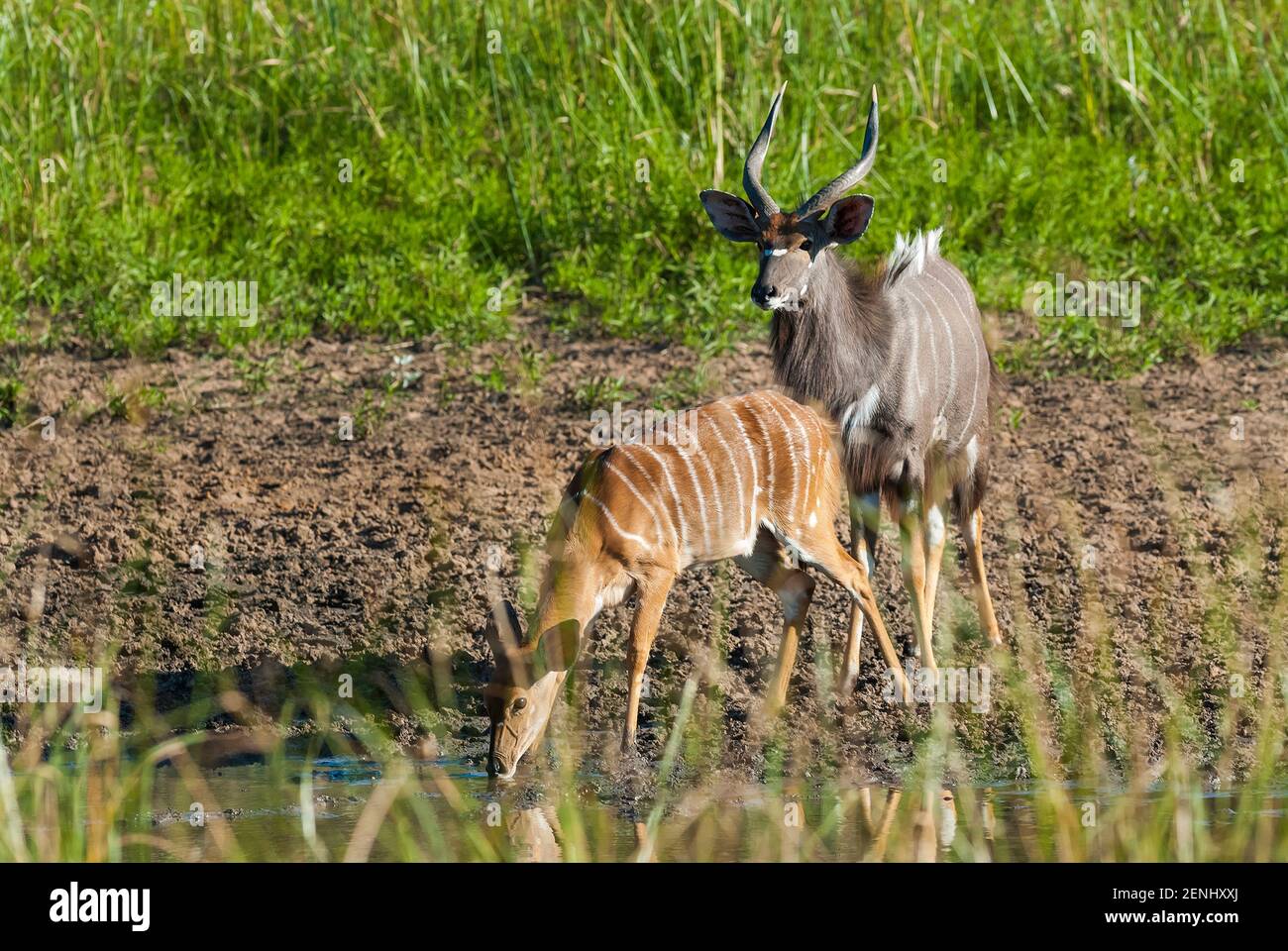 Nyala female in Kruger National Park, South Africa Stock Photo - Alamy