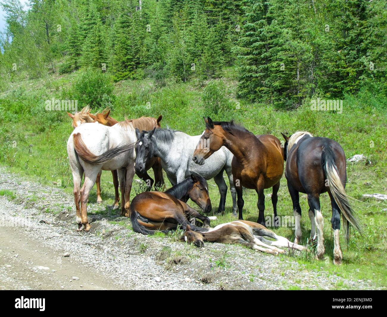 Alberta wild horses hi-res stock photography and images - Alamy