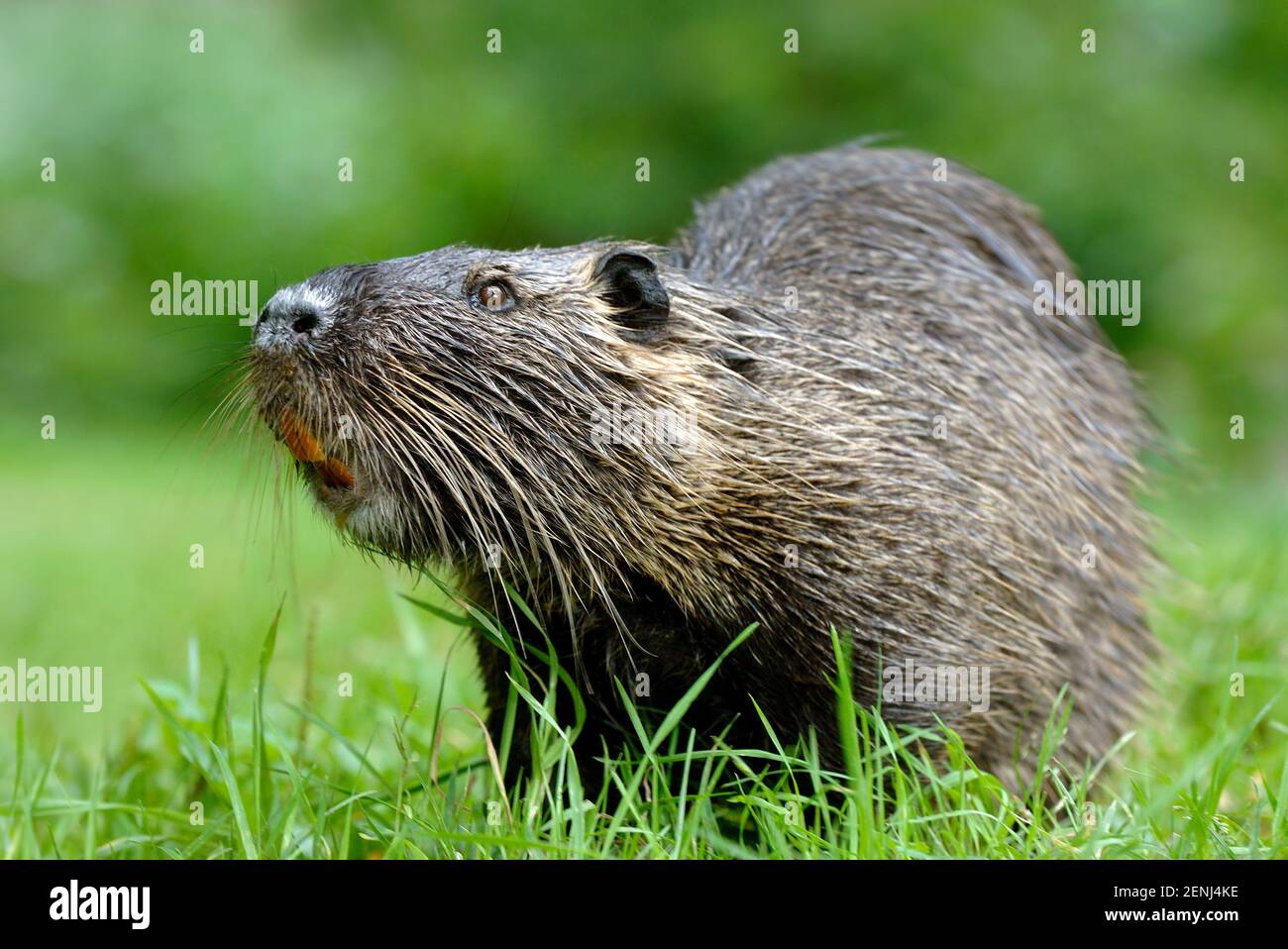Nutria, Biberratte, (Myocastor coypus Stock Photo - Alamy
