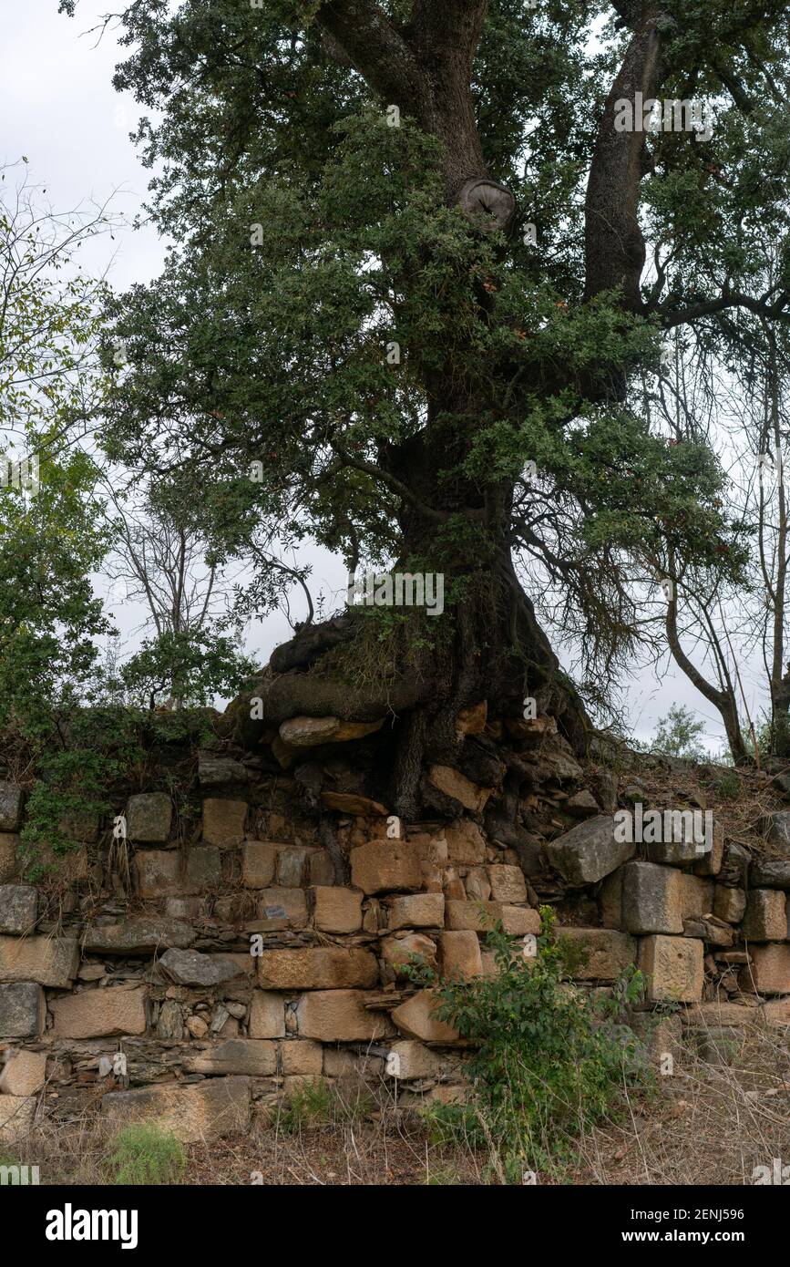 Old ancient cork tree grown into the wall castle stones Stock Photo - Alamy