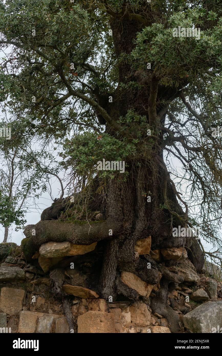 Old ancient cork tree grown into the wall castle stones Stock Photo - Alamy