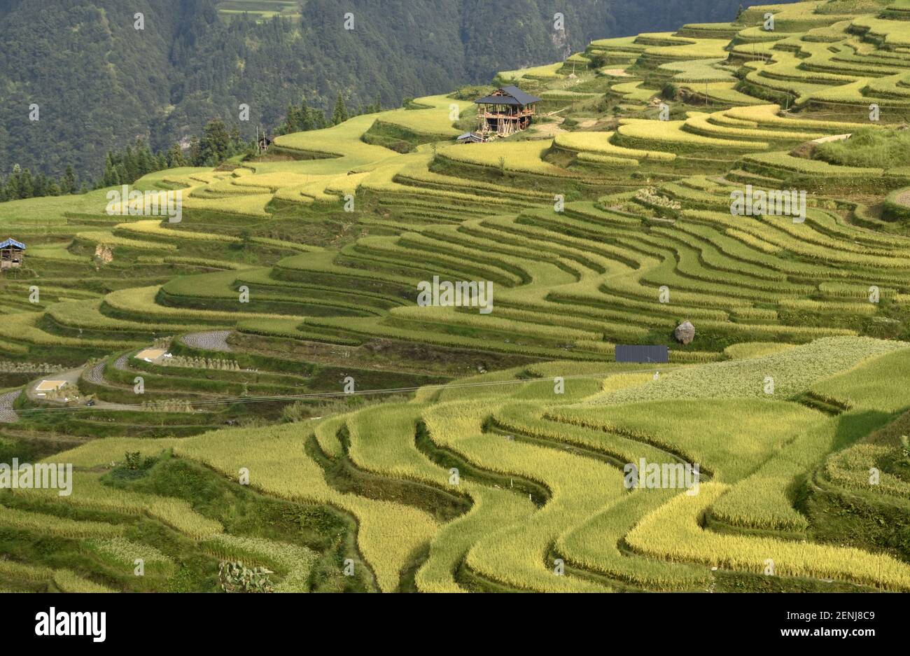 An aerial view of the Jiabang rice terraces in Congjiang County ...
