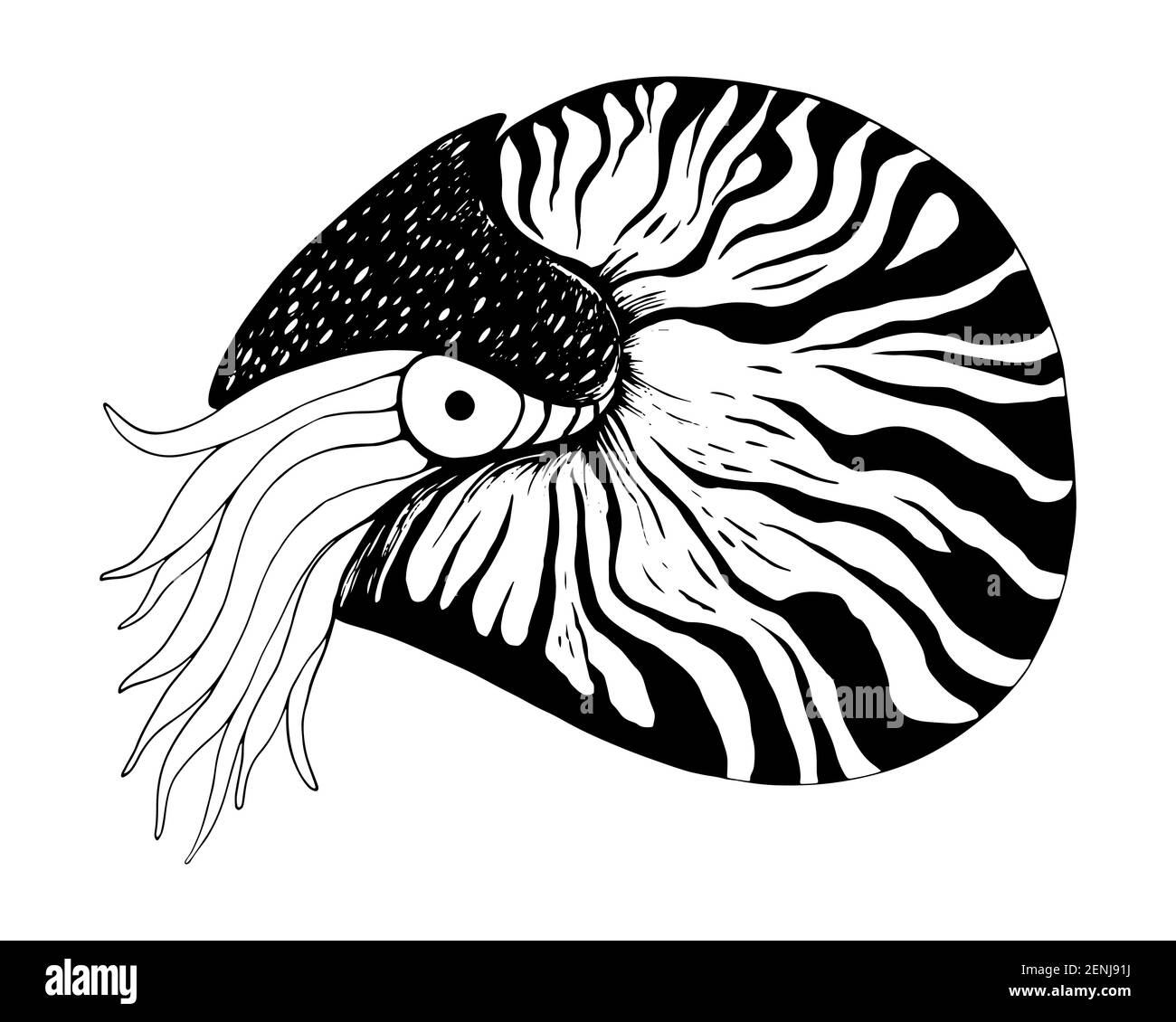 Nautilus coloring book black and white vector hand drawn illustration ...