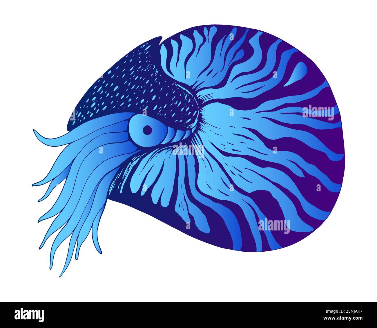 Nautilus colorful decorative animal, blue and dark blue gradient ...