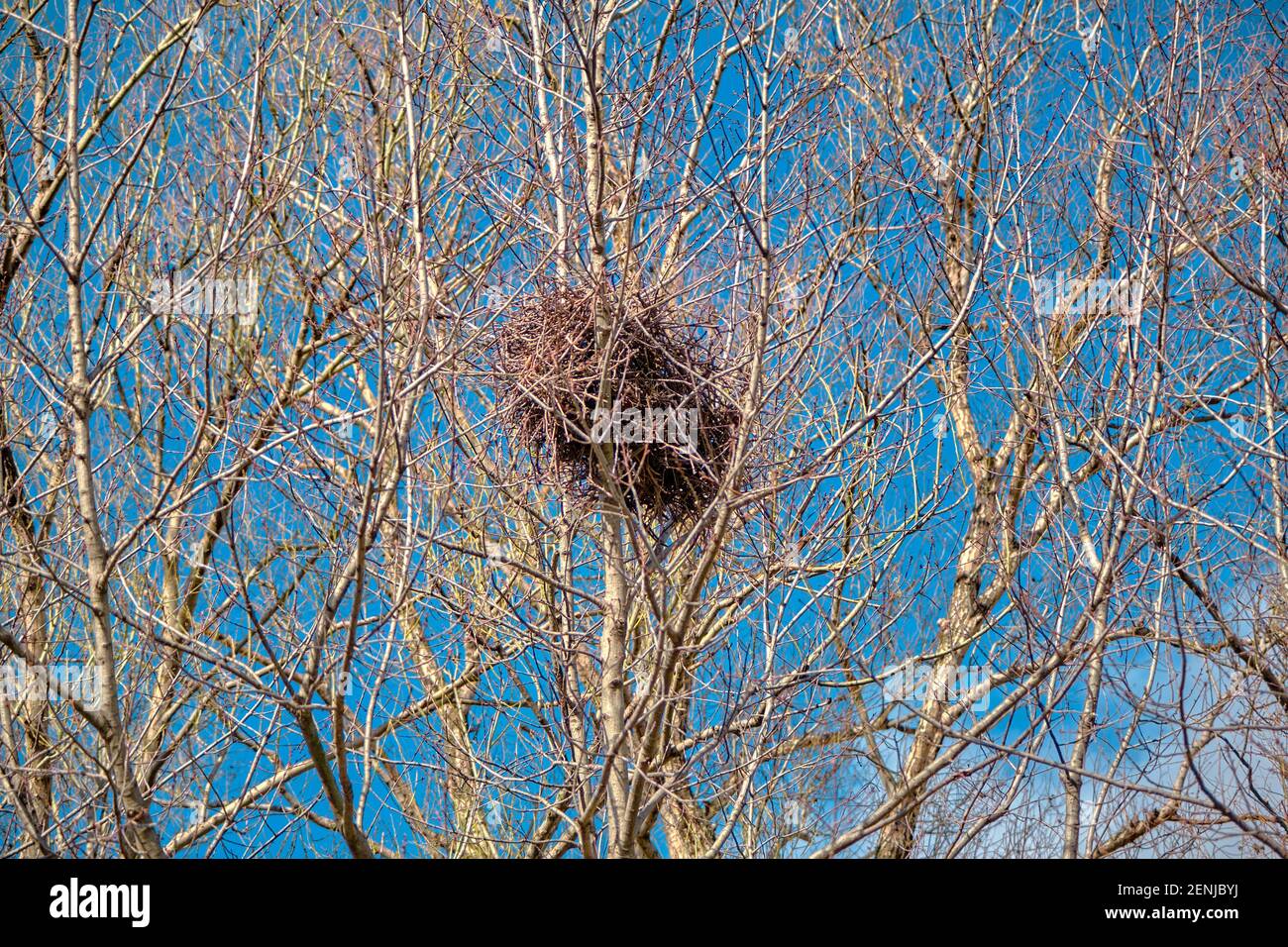 A big bird nest standing on dried and withered tree branches together ...