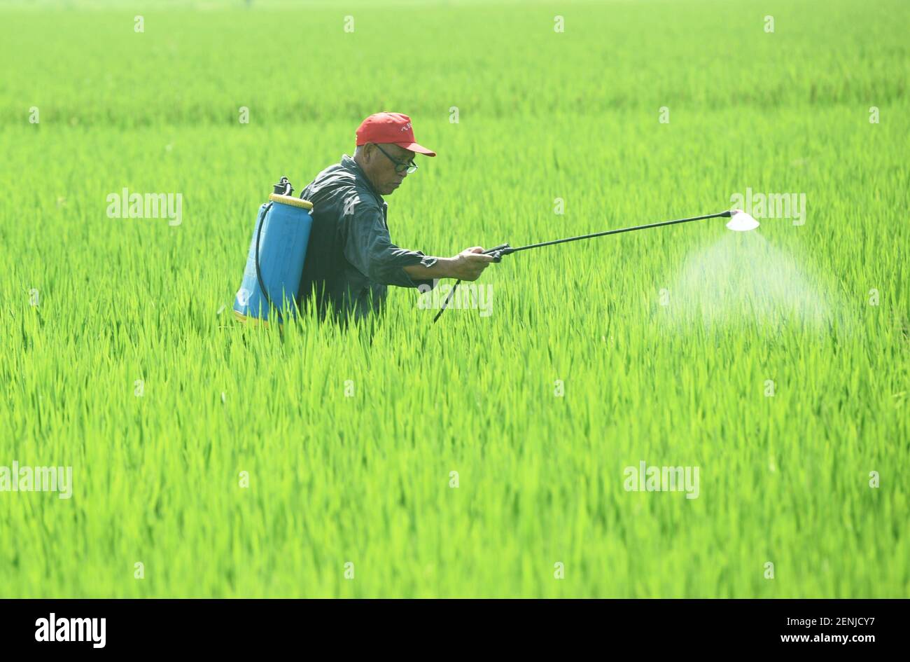 Zhejiang,CHINA-Rice farmers spray environmentally-friendly biological ...