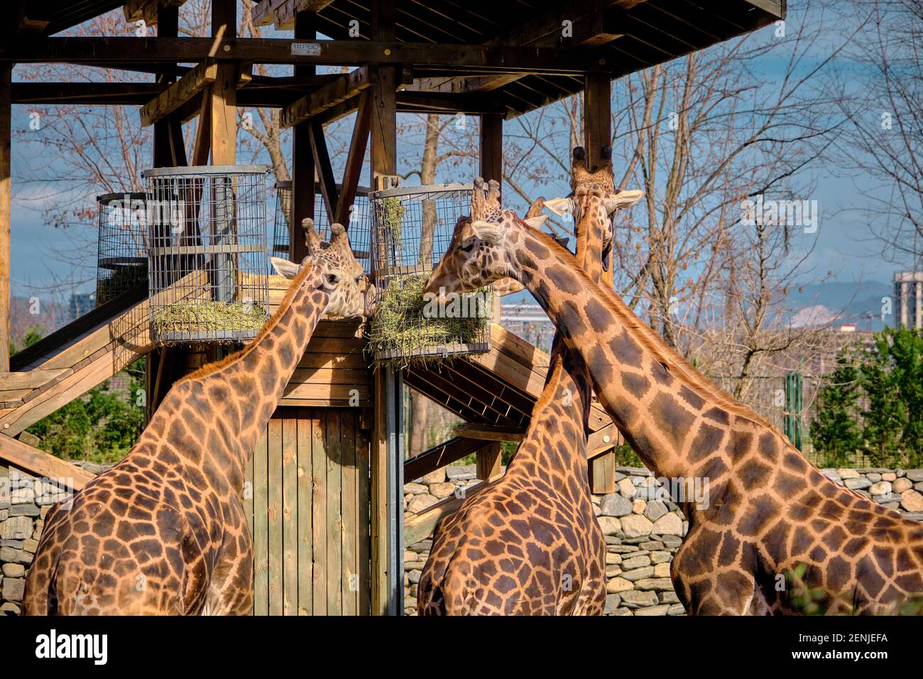 Three pieces and groups of giraffes and the wooden platform where they ...