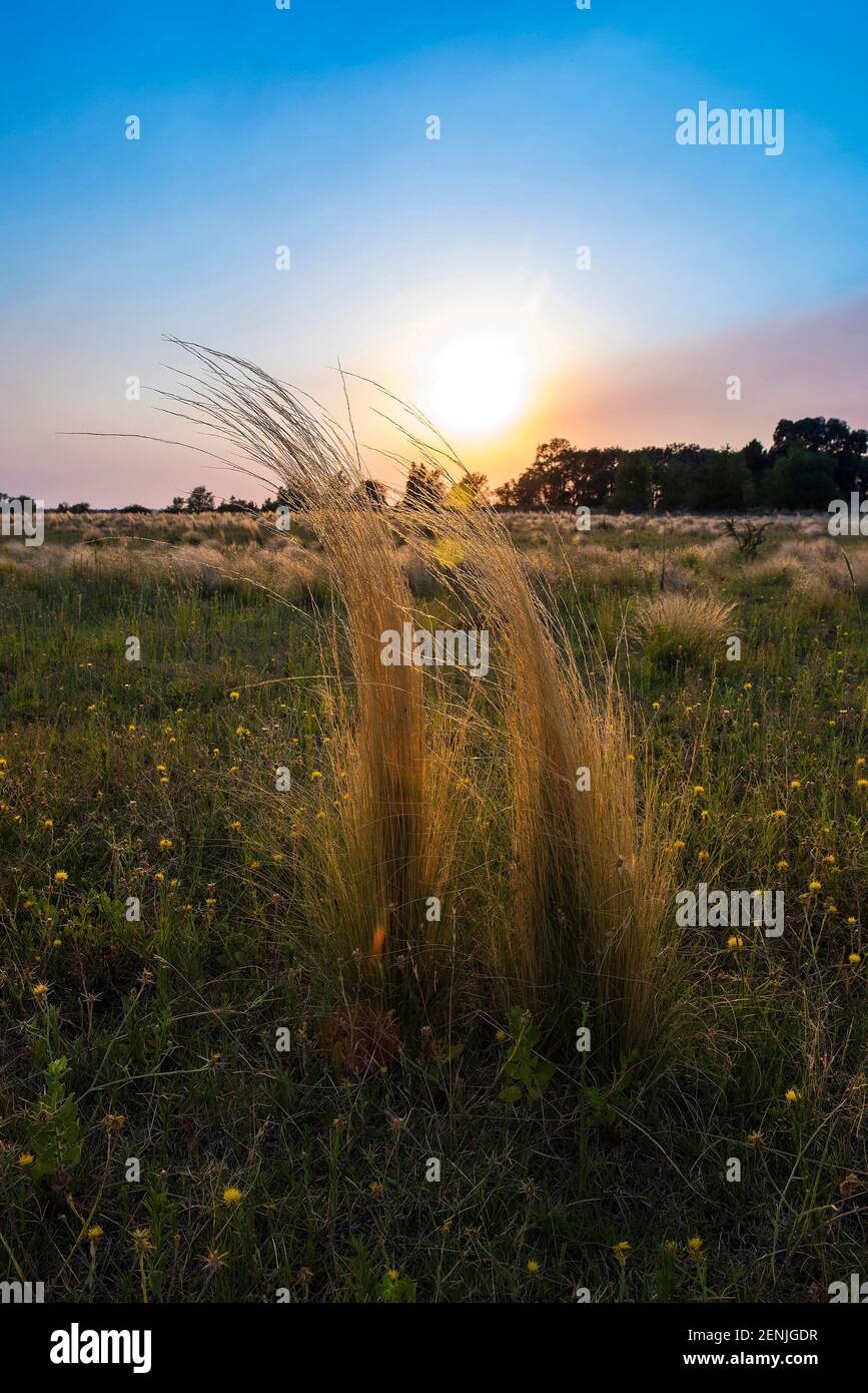 Grass species hi-res stock photography and images - Alamy
