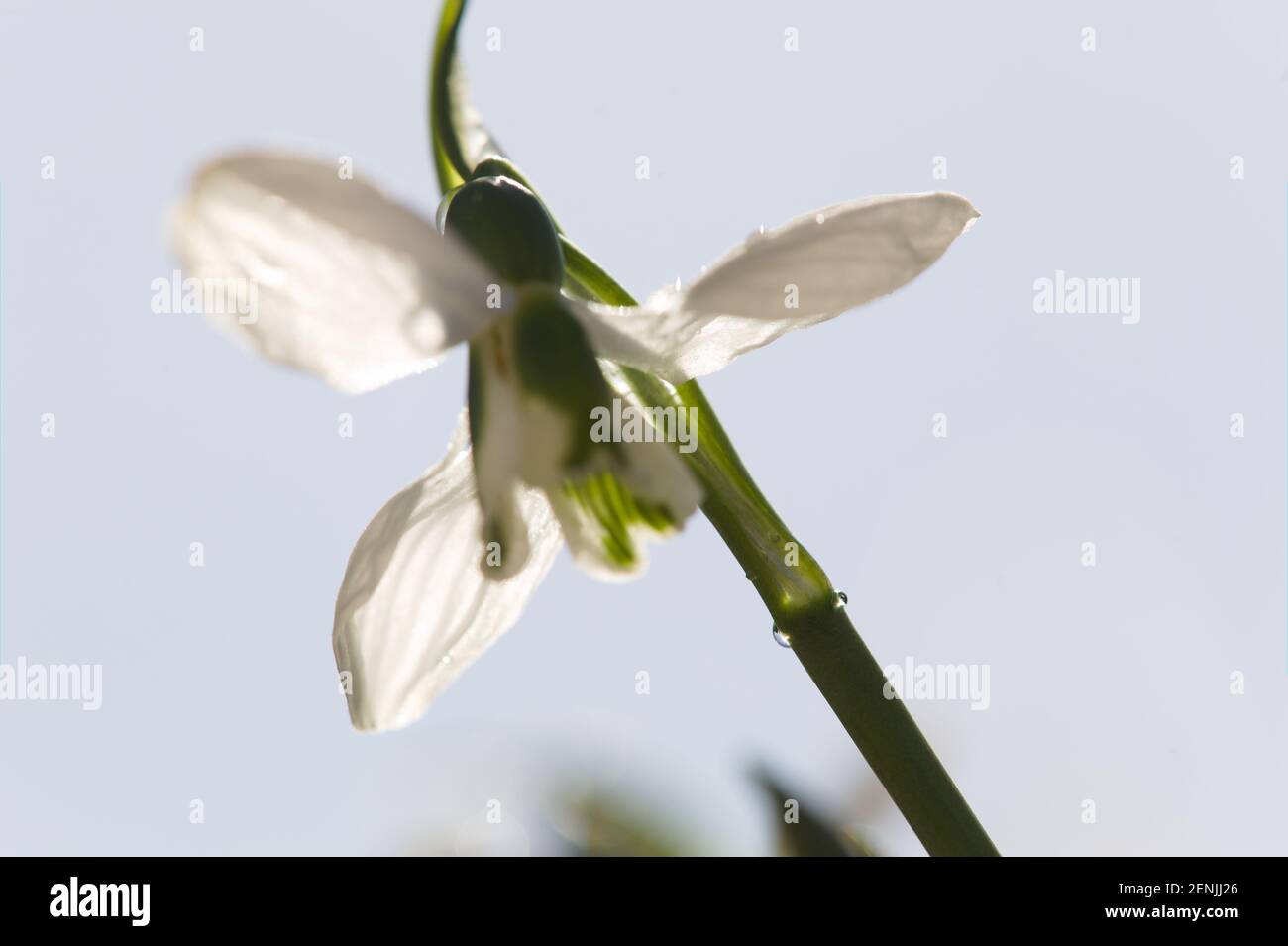 Single Galanthus Elwesii 'Beluga ' Snowdrop Stock Photo - Alamy