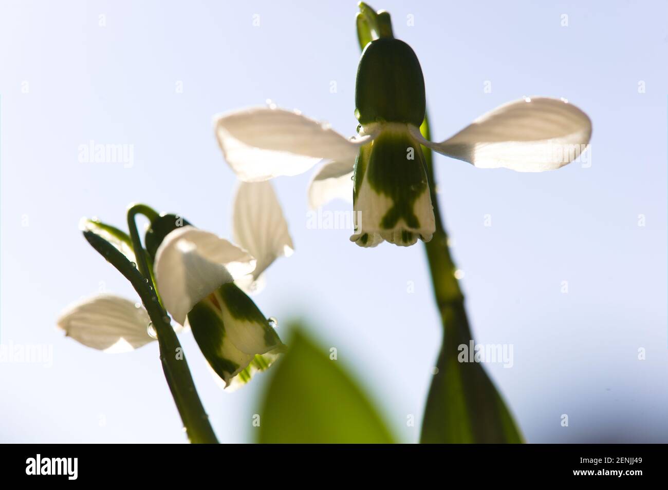 Galanthus beluga hi-res stock photography and images - Alamy