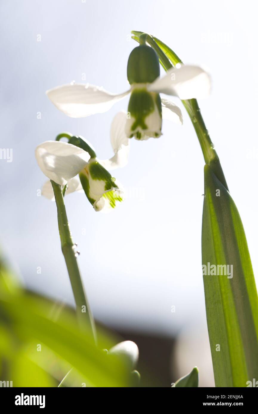 Snowdrop beluga hi-res stock photography and images - Alamy